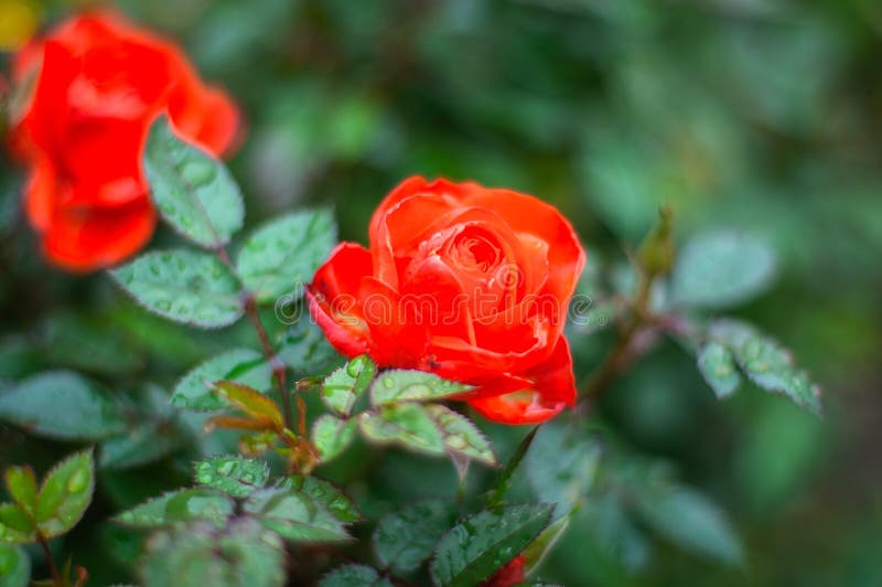 Garden roses on the plot. stock photo. Image of pink - 156271282