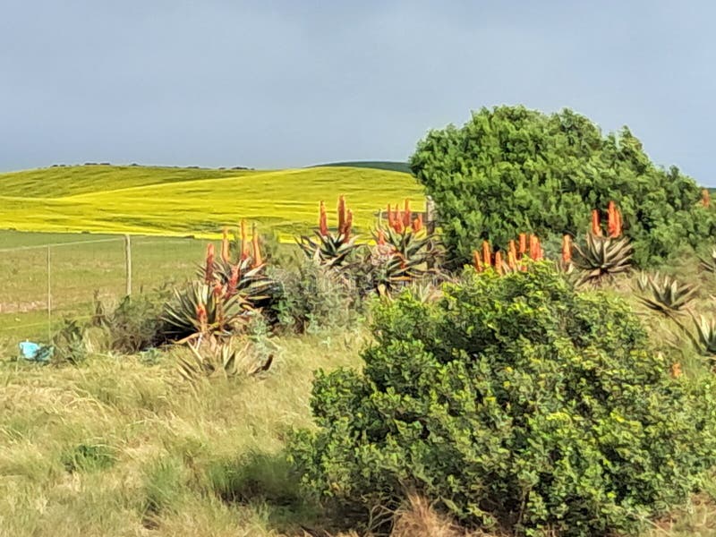Garden Route Western Cape stock photo. Image of canola - 325690506