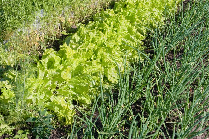 Small garden bed stock photo. Image of plant, gardening - 17569546