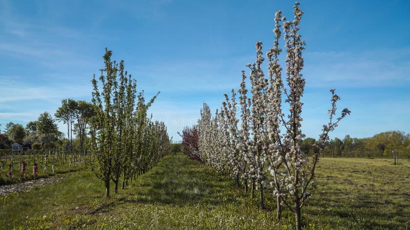 Garden Rows Columnar Apple Trees Plantation Stock Photos - Free ...