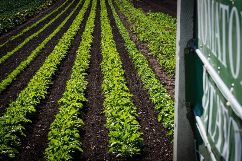 Garden rows stock photo. Image of crop, sell, garden - 51561306