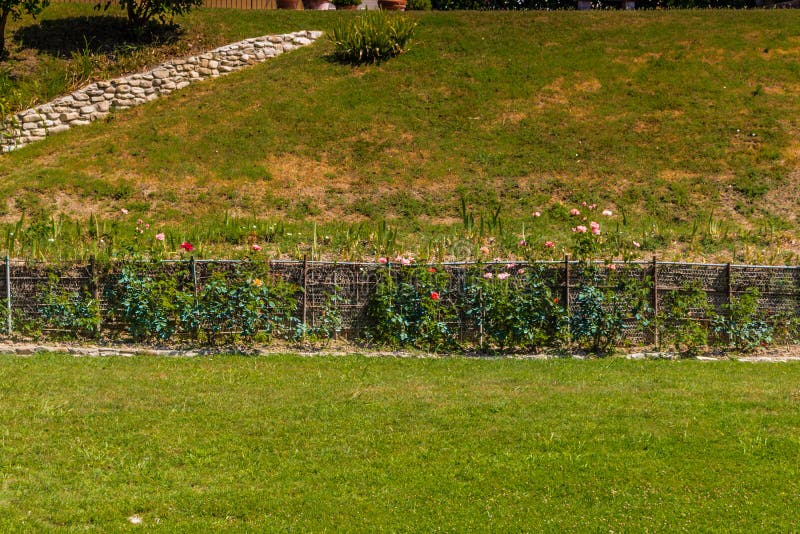 Garden with rows of roses stock photo. Image of nature - 61575282