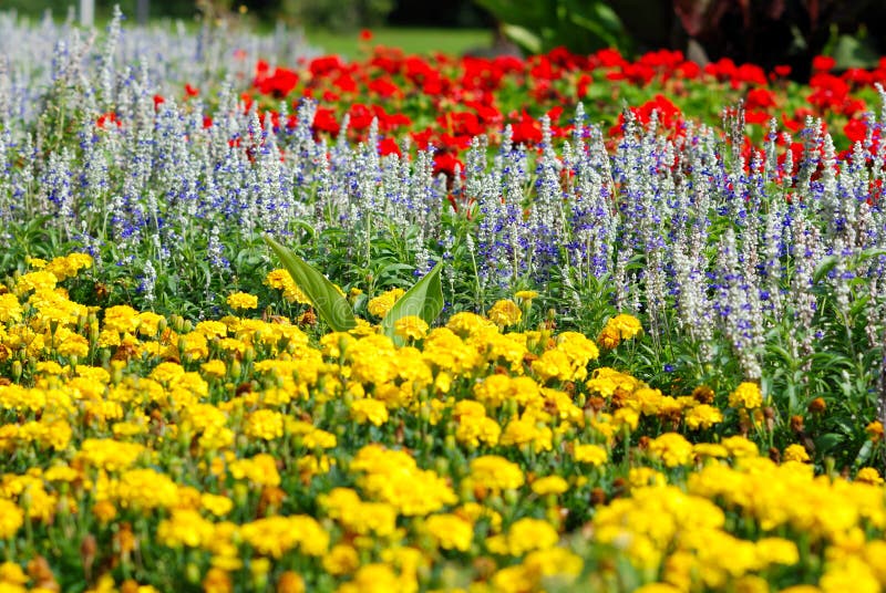 Garden scene stock photo. Image of nice, relaxing, bloom - 731552
