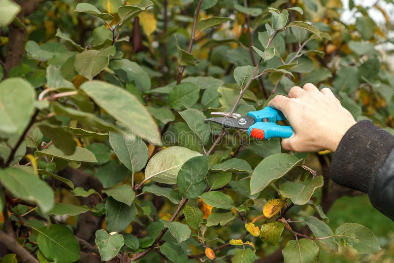 Garden Scissors. Gardener Cuts Tree Branches with Garden Scissors Stock ...