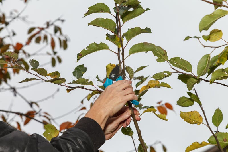 Garden Scissors. Tree Branches are Cut with Garden Scissors by a ...