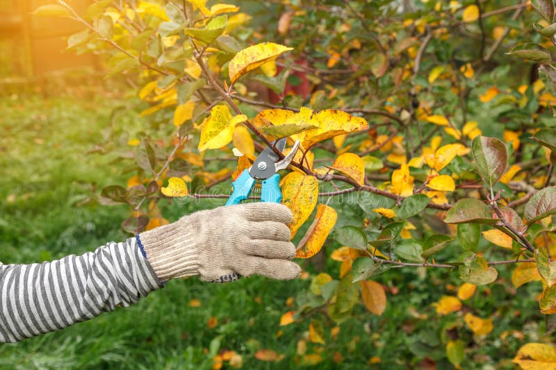 Garden Scissors. Garden Scissors are Used by the Gardener To Cut Tree ...
