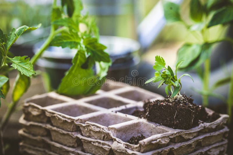 Garden seedling in spring stock photo. Image of green - 90122624