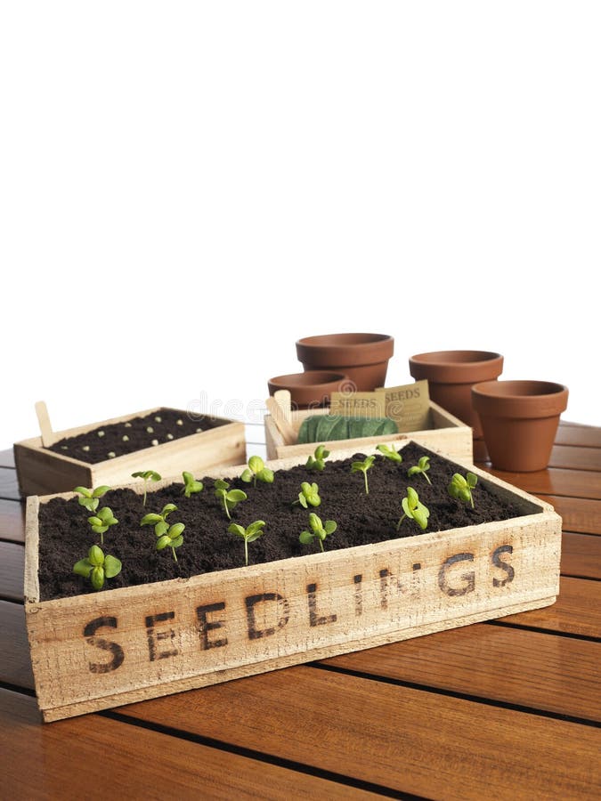 Garden seedlings stock photo. Image of yard, vertical - 44953892