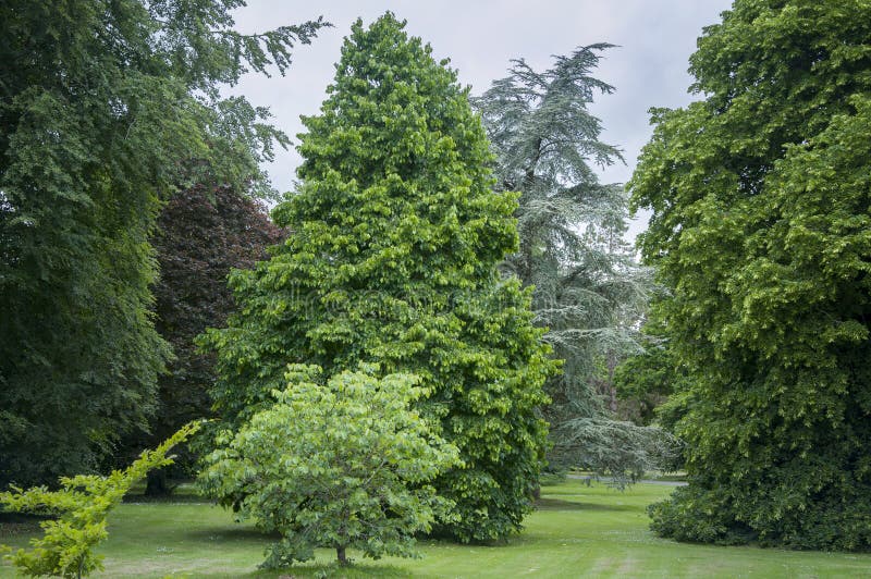 Garden with Seldom Trees at Blarney Castle Stock Photo - Image of ...