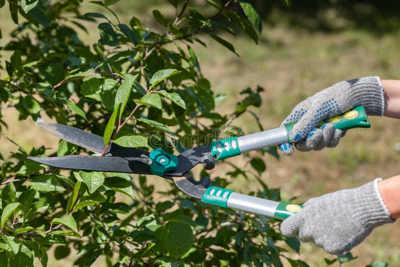 Garden Shears Cut a Diseased Branch on a Tree. Stock Image - Image of ...