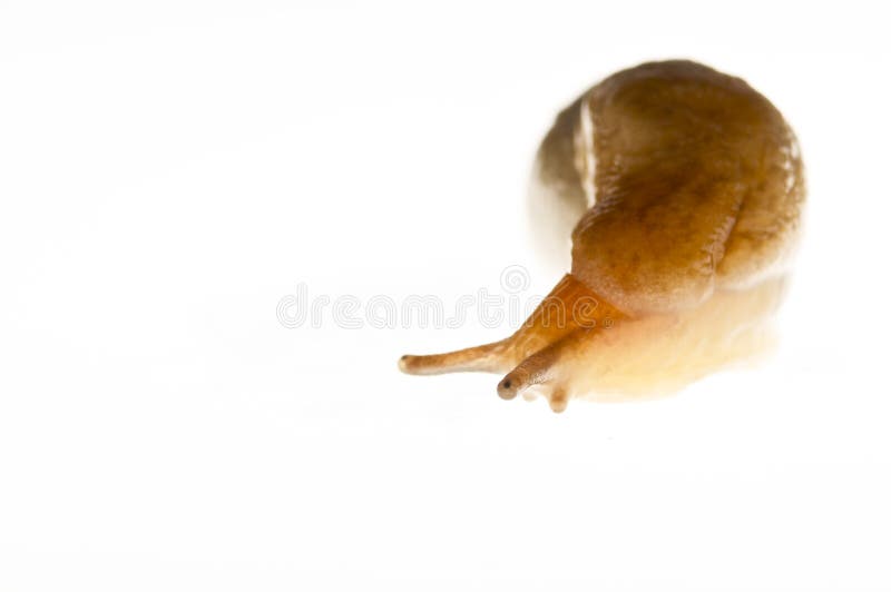Garden Slug Isolated in White Stock Image - Image of hopper, black ...