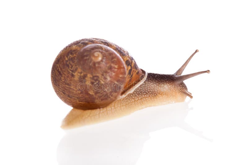 Garden Snail Looking Up Isolated on White Stock Image - Image of cute ...