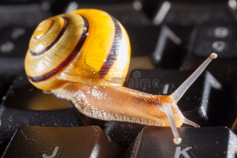 Garden Snail on a Black Computer Keyboard Stock Photo - Image of animal ...