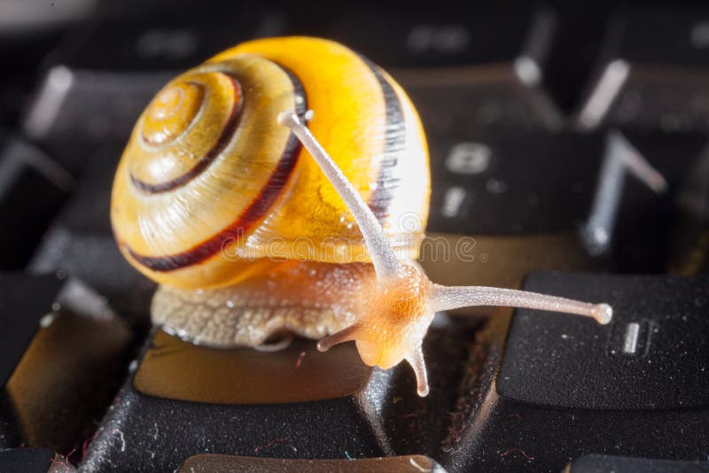 Garden Snail on a Black Computer Keyboard Stock Photo - Image of cuba ...