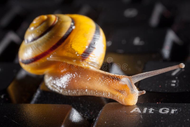 Snail on keyboard stock image. Image of snails, online - 30974641