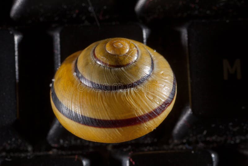 Snail on keyboard stock image. Image of snails, online - 30974641