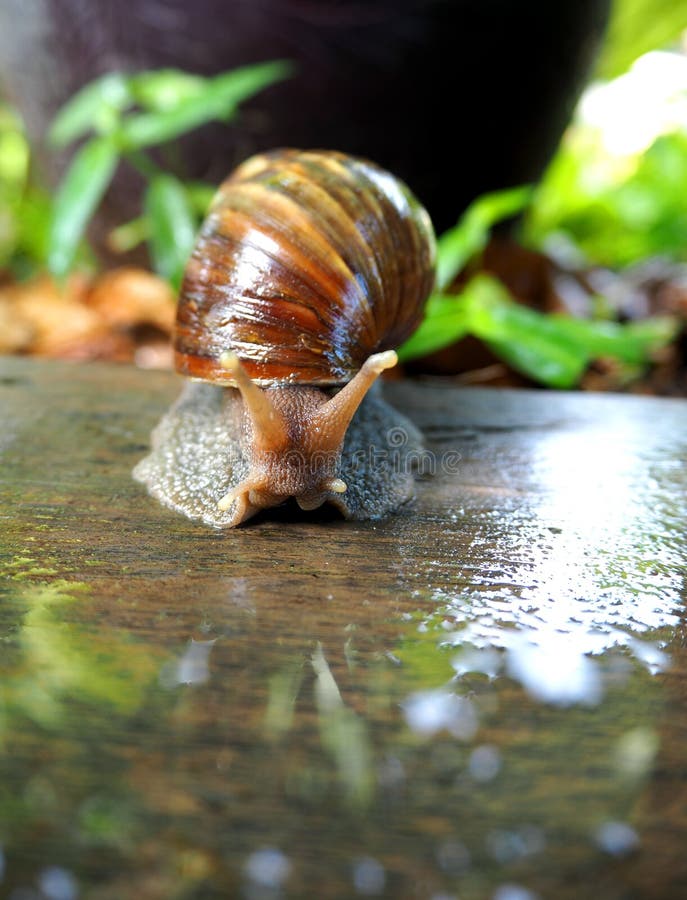 Garden Snail with Brown Shell Stock Photo - Image of shell, animal ...