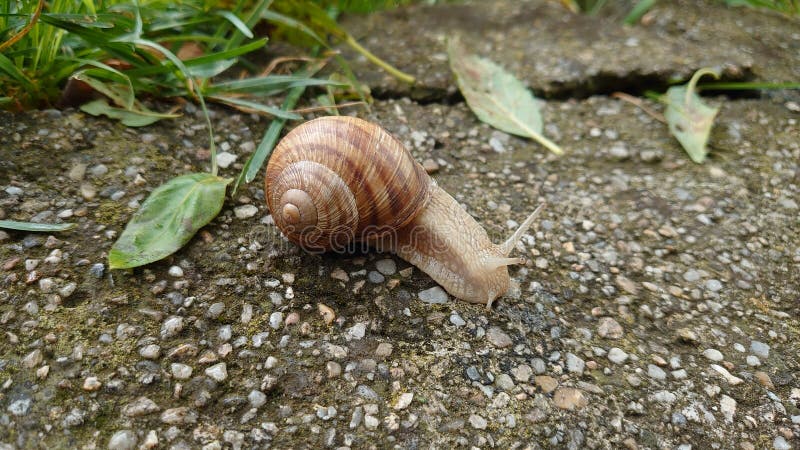Brown Shell stock photo. Image of animal, fish, shell - 13230726