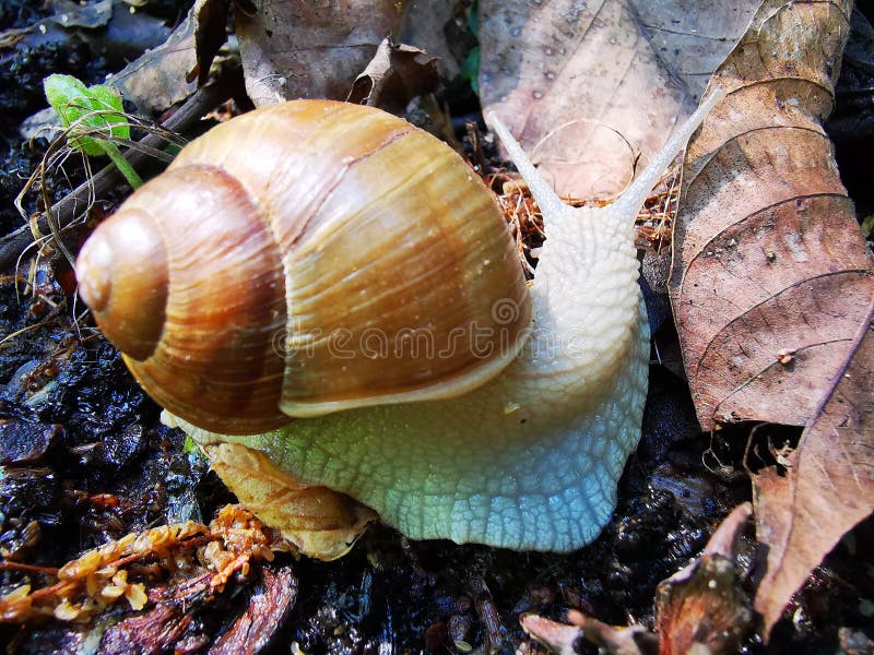 Brown Shell stock photo. Image of animal, fish, shell - 13230726