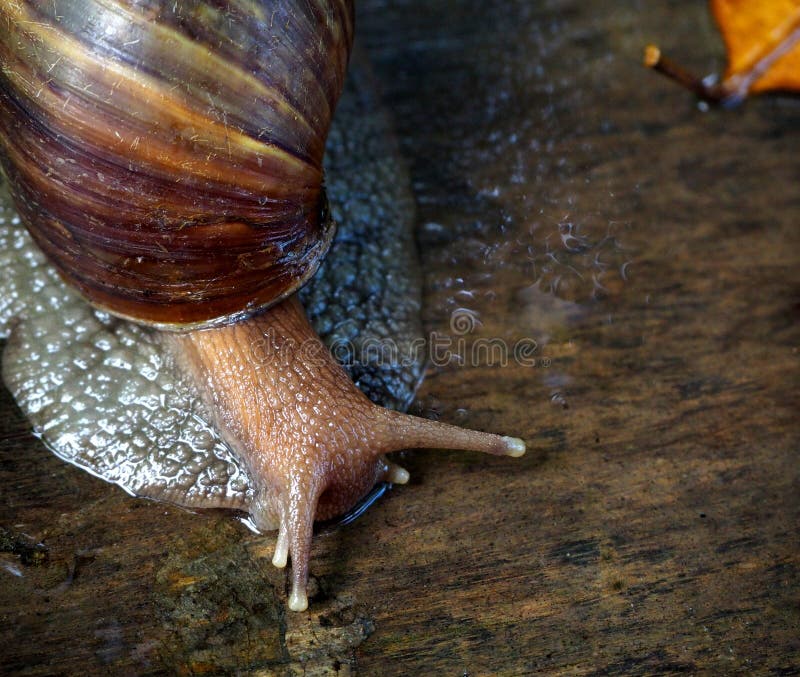 Garden Snail with Brown Shell Stock Photo - Image of spiral, snail ...