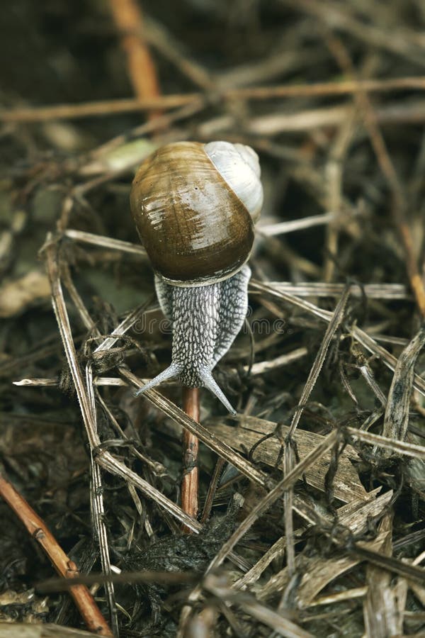 Garden snail close up stock image. Image of invertebrate - 258822873
