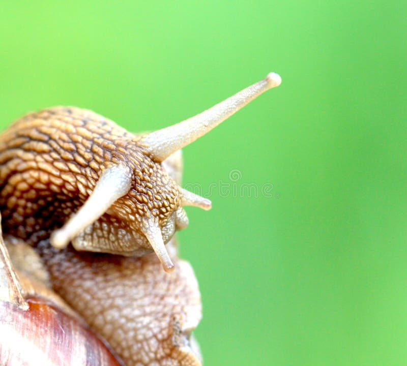Garden snail , close up stock image. Image of eyes, nature - 92901431