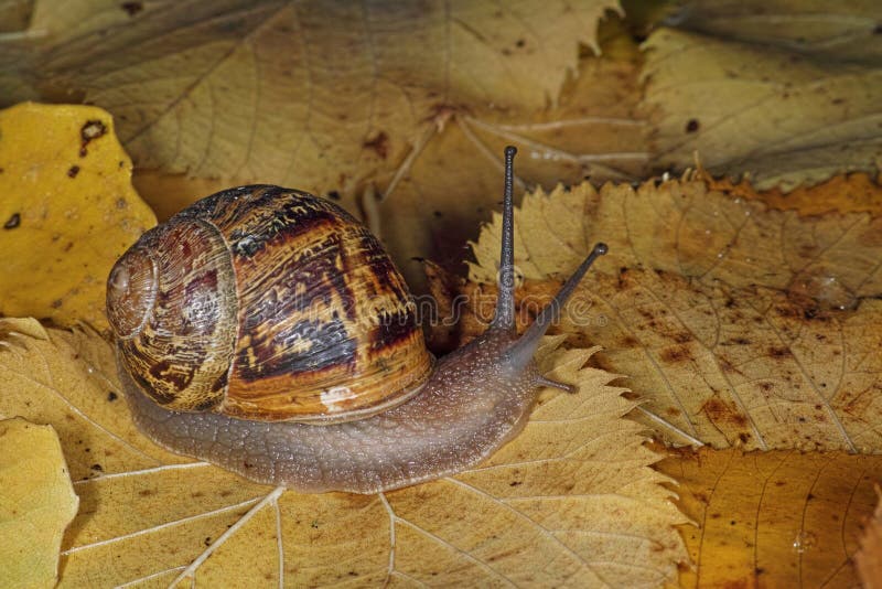 Garden Snail, Cornu Aspersum Stock Photo - Image of anthropochorous ...