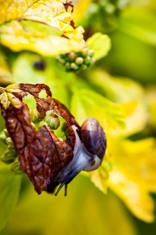 Garden snail stock photo. Image of wood, snail, garden - 71664844