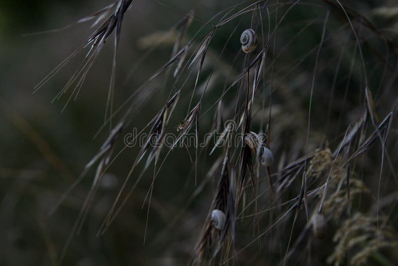 Garden Snail on Grass Dark Background. Vintage Filter. Abstract Nature ...