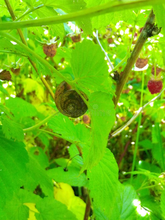 Garden Snail on a Green Leaf of a Raspberry Park Stock Image - Image of ...