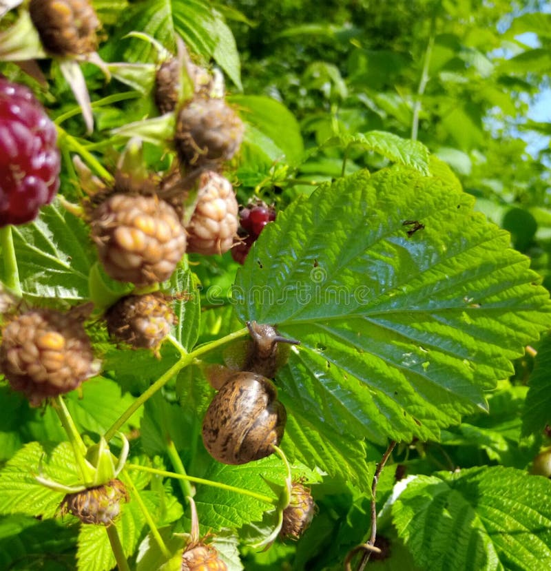 Garden Snail on a Green Leaf of a Raspberry Park Stock Photo - Image of ...