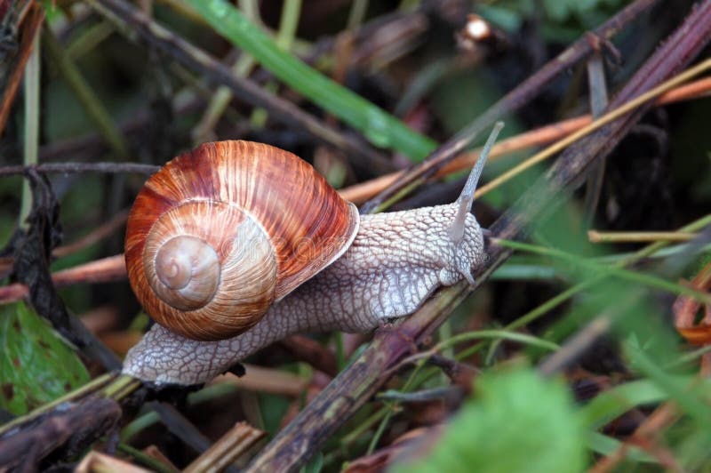 Garden snail Helix aspersa stock photo. Image of plant - 214588422