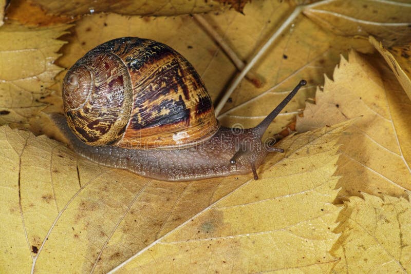 Garden Snail, Helix Aspersa Stock Image - Image of helicidae, brown ...