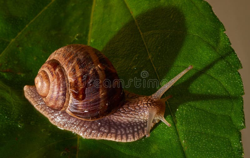 Garden Snail and His Shadow Stock Image - Image of green, garden: 93267361