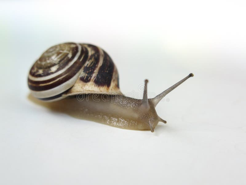 Garden Snail with Horns High Stock Image - Image of mollusk, garden ...