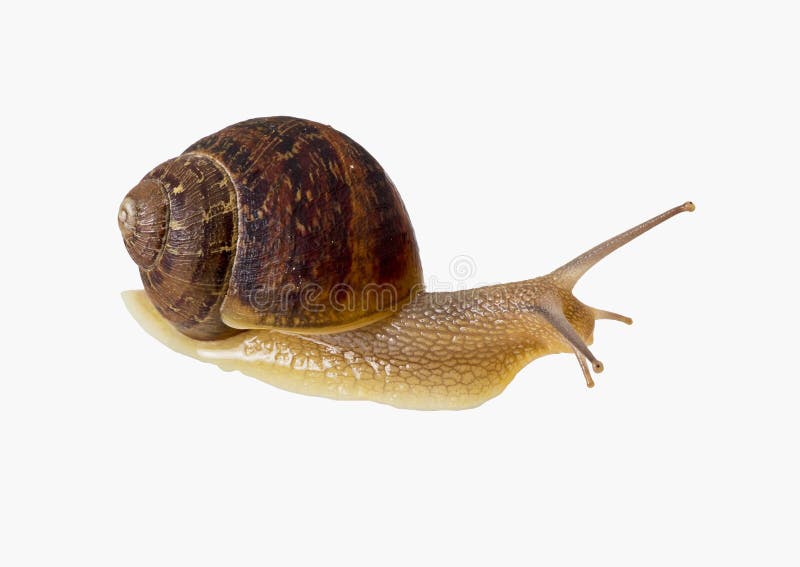 Garden Snail Isolated Over White Background Stock Image - Image of ...