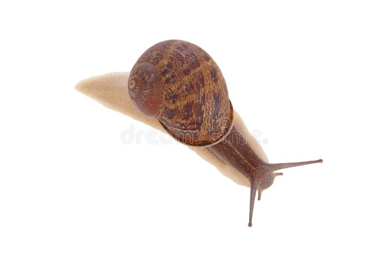 Garden Snail Looking Up Isolated On White Stock Image - Image of cute ...