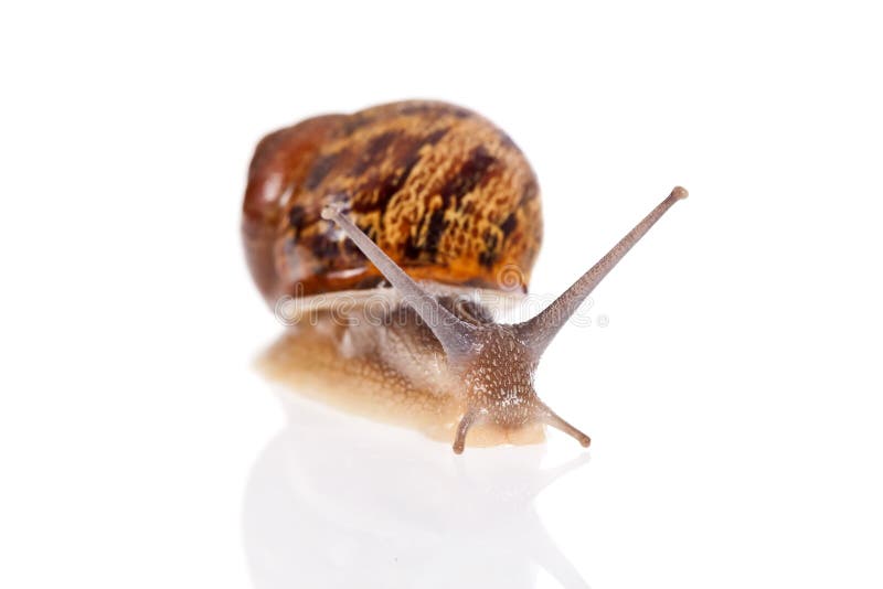 Garden Snail Looking Up Isolated on White Stock Image - Image of cute ...