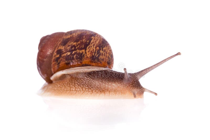 Garden Snail Looking Up Isolated on White Stock Image - Image of cute ...