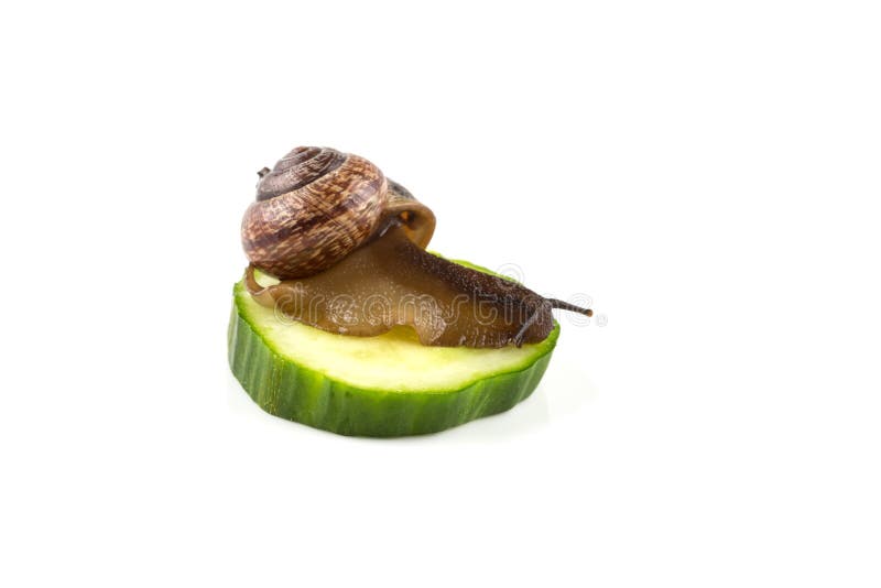 Garden Snail ,isolated on White Stock Image - Image of curiosity, brown ...