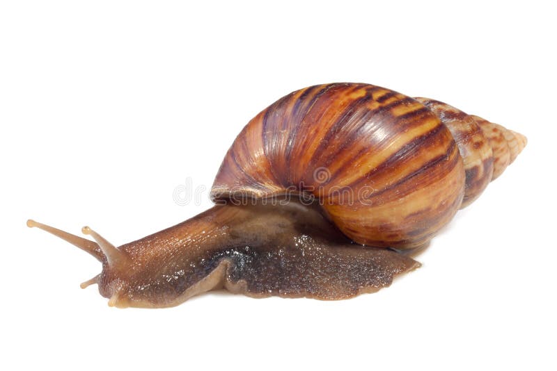 193 Hiding Shell Snail Stock Photos - Free & Royalty-Free Stock Photos ...