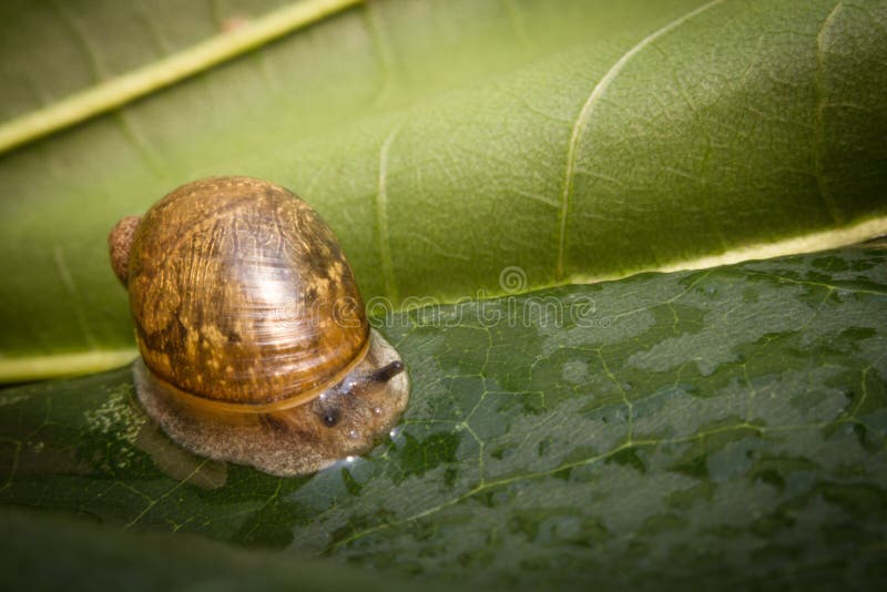 Garden Snail Leaf stock image. Image of shell, slimy - 79395583