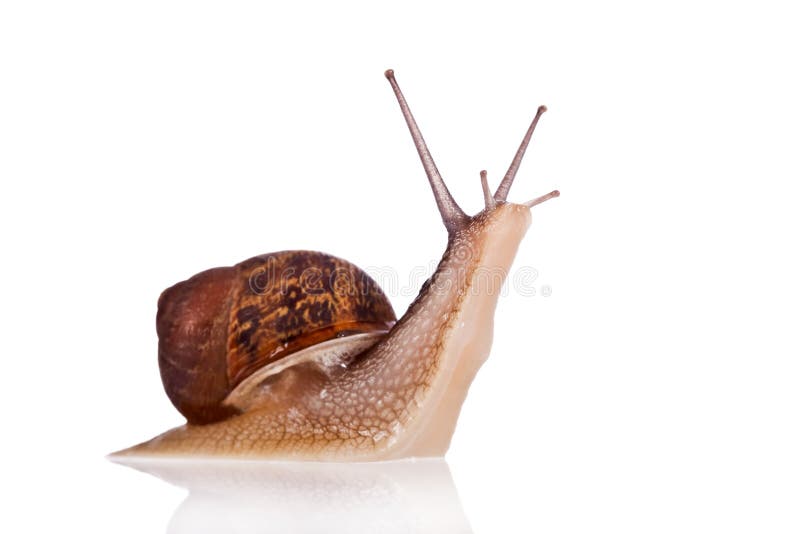 Garden Snail on Flower in the Rain. Stock Photo - Image of pests ...