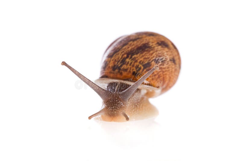 Garden Snail Looking Up Isolated on White Stock Image - Image of cute ...