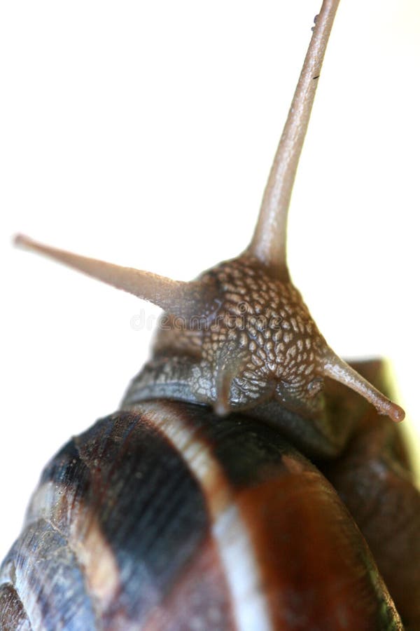Garden snail, macro stock photo. Image of mucus, cuisine - 44457798