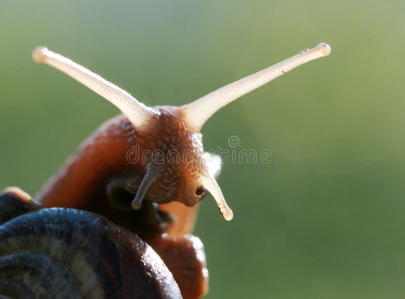 Garden snail, macro stock photo. Image of cuisine, diet - 44457820