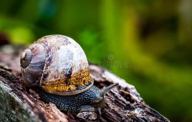Garden snail stock photo. Image of wood, snail, garden - 71664844