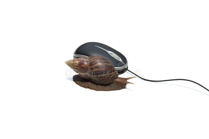 Garden Snail Next To Computer Mouse, Slow Internet, Slow Processor ...