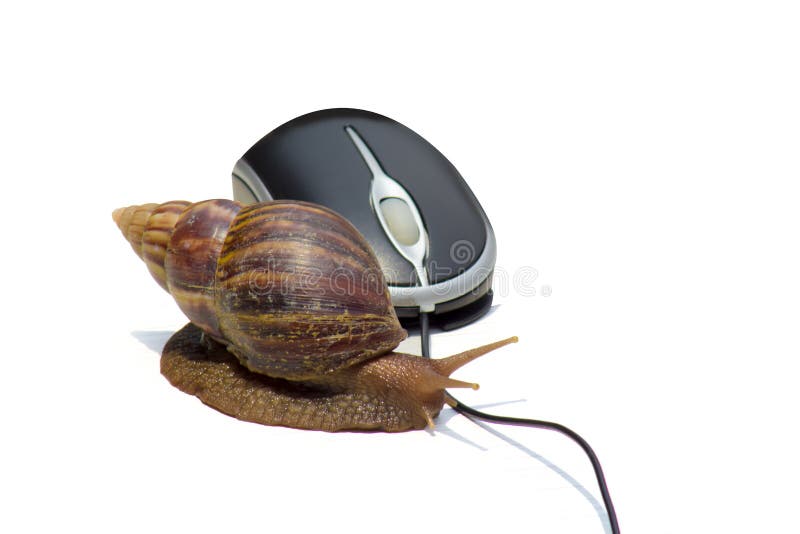 Garden Snail Next To Computer Mouse, Slow Internet, Slow Processor ...