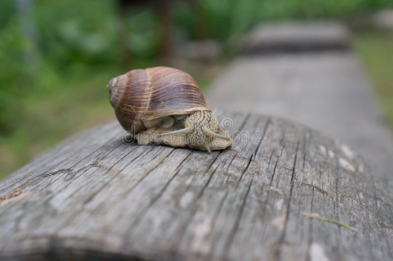 Garden snail on an old log stock photo. Image of natural - 95186320